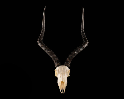 Taxidermy Projects - Splitting Image Taxidermy