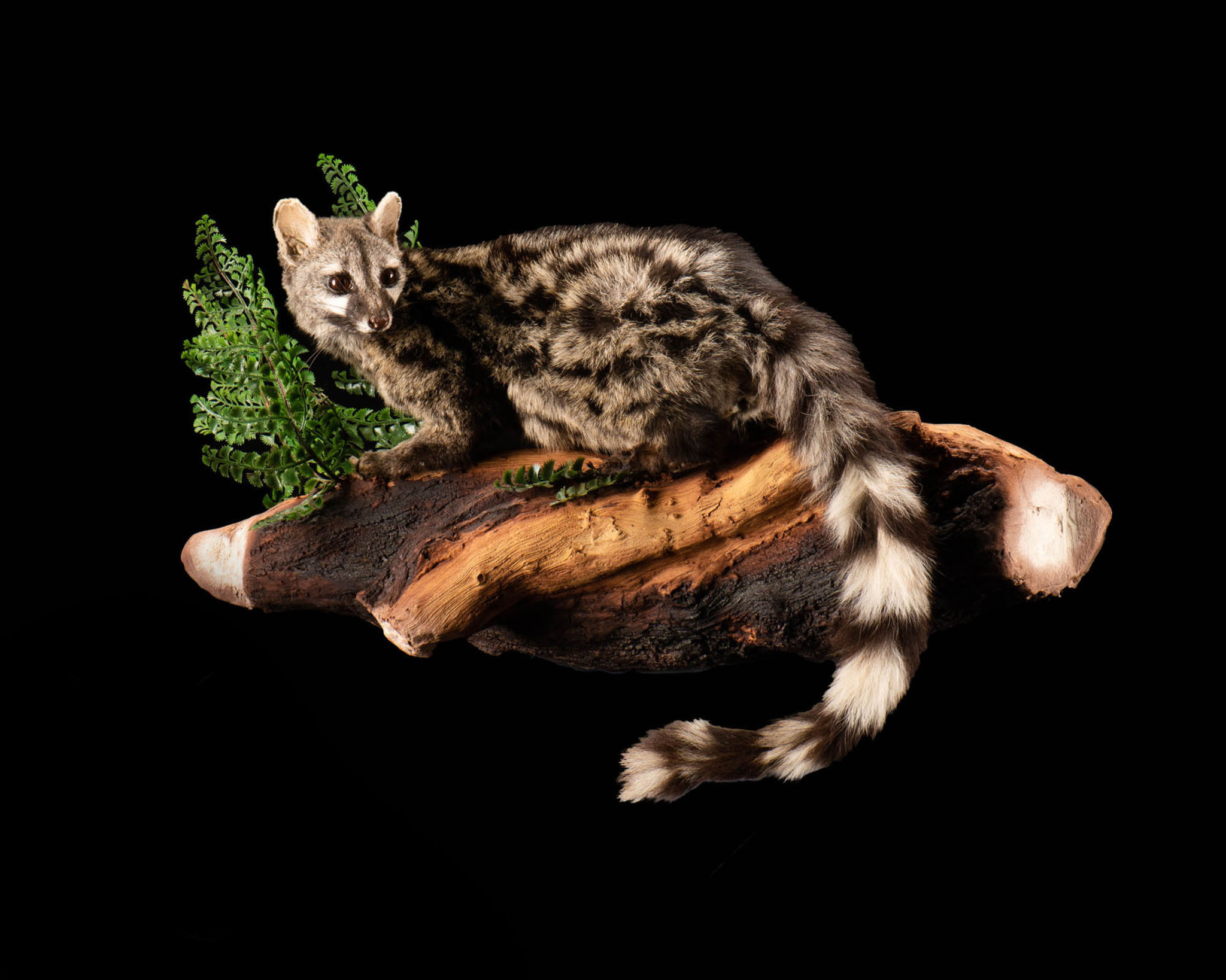 Genet Cat