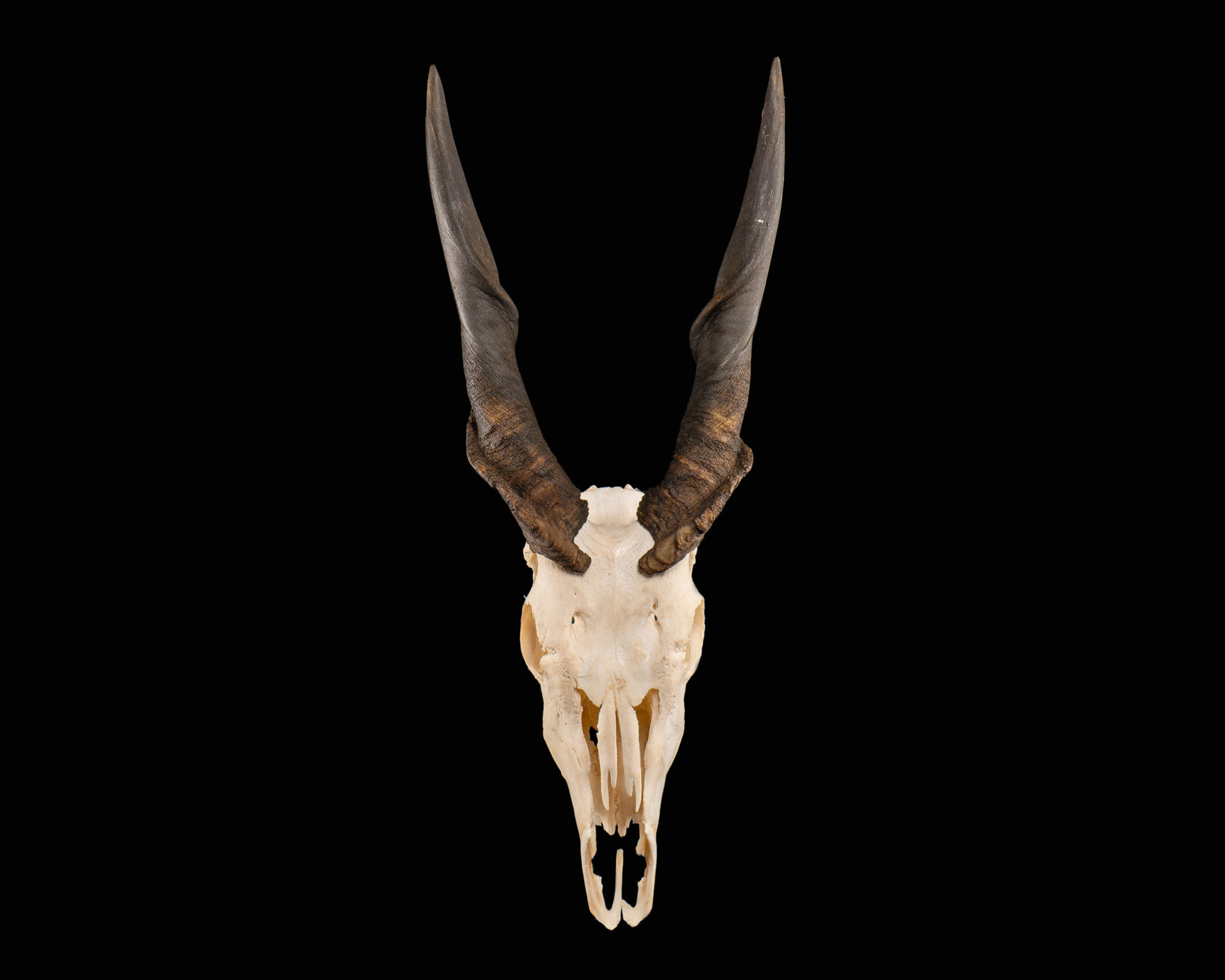 Eland Skull