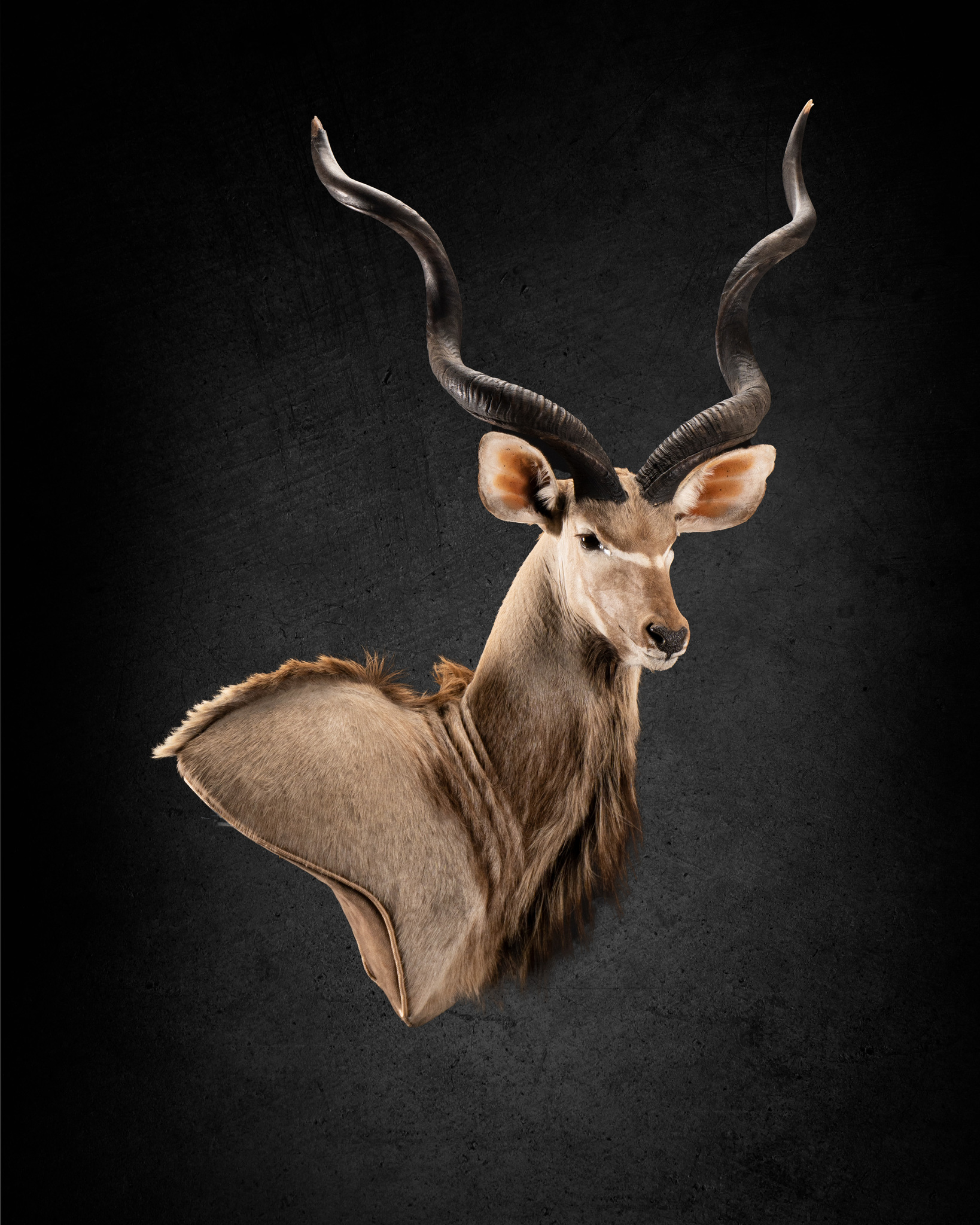 Kudu Shoulder Mount