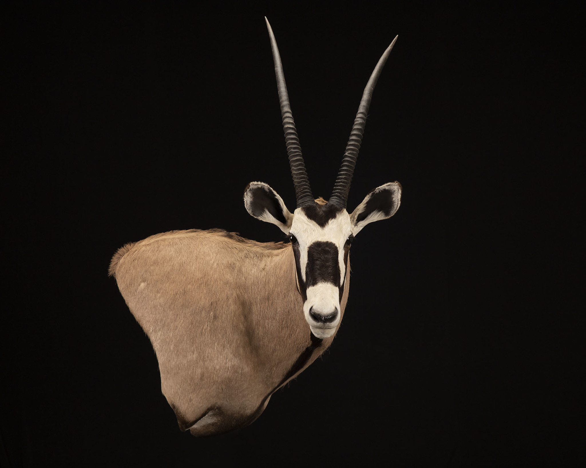 Gemsbok Mount
