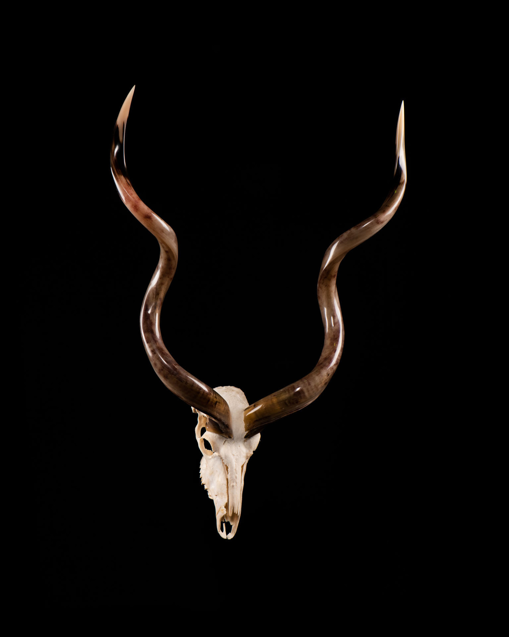 Mounted Kudu Horns