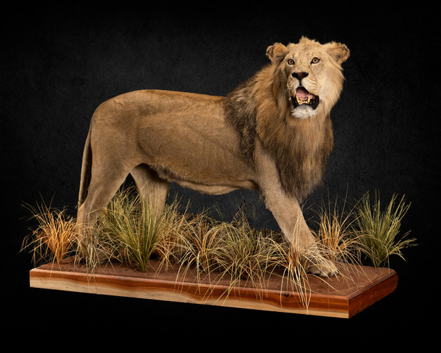 Lion Mount Options | Splitting Image Taxidermy
