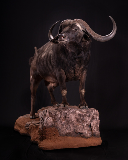 Taxidermy & Trophy Management - Splitting Image Taxidermy