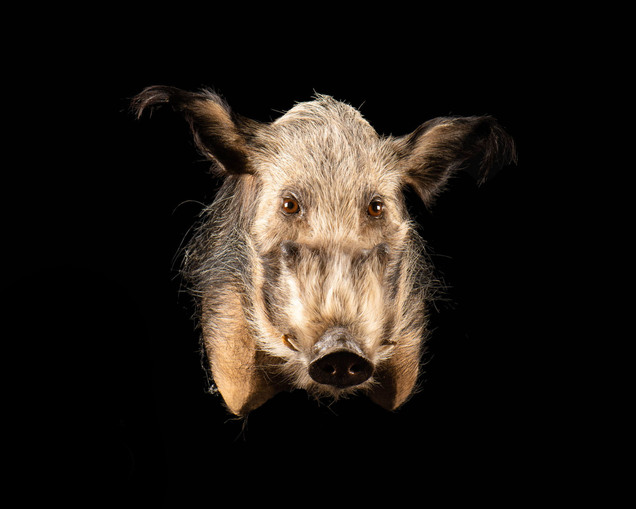 Bushpig Mount Options | Splitting Image Taxidermy