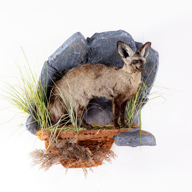Bat-eared Fox Mount Options | Splitting Image Taxidermy