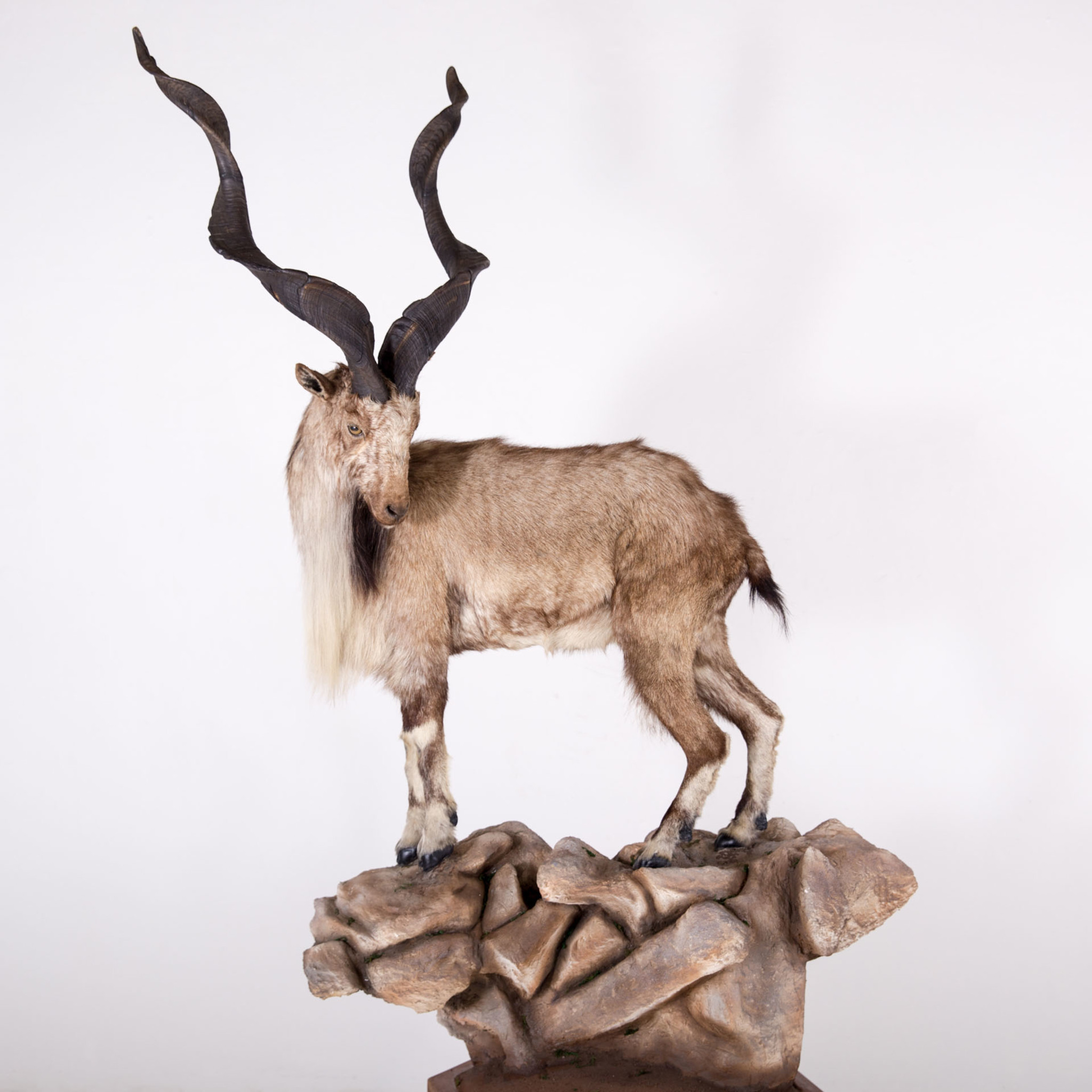 Suleiman Markhor