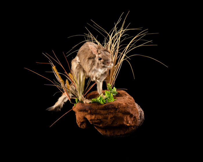 Taxidermy & Trophy Management - Splitting Image Taxidermy