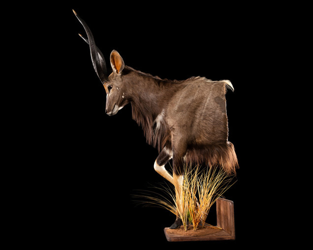 Taxidermy Projects - Splitting Image Taxidermy