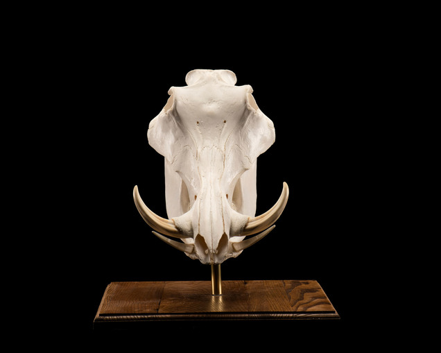 Warthog Mount Options | Splitting Image Taxidermy