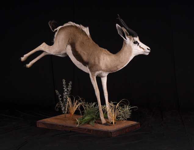 Splitting Image Taxidermy -Springbuck mount