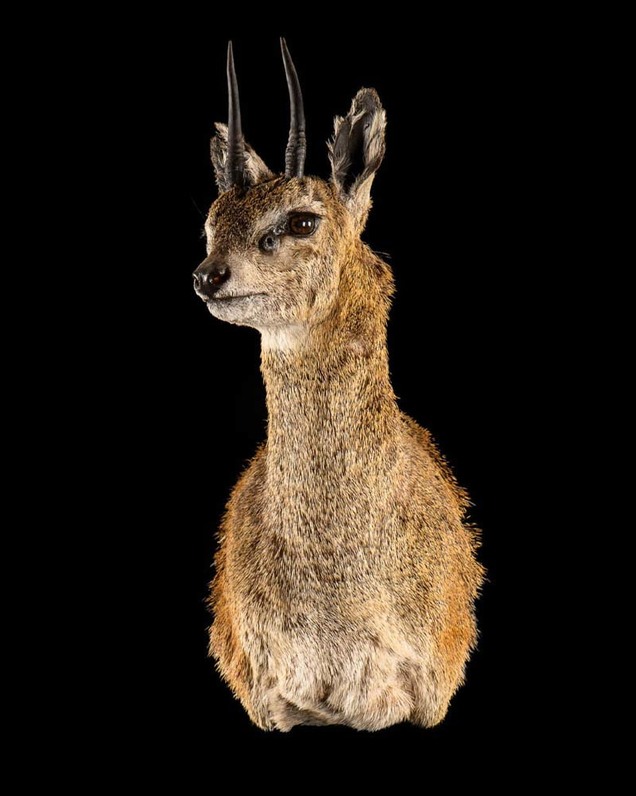 Trophy Mount Options - Splitting Image Taxidermy
