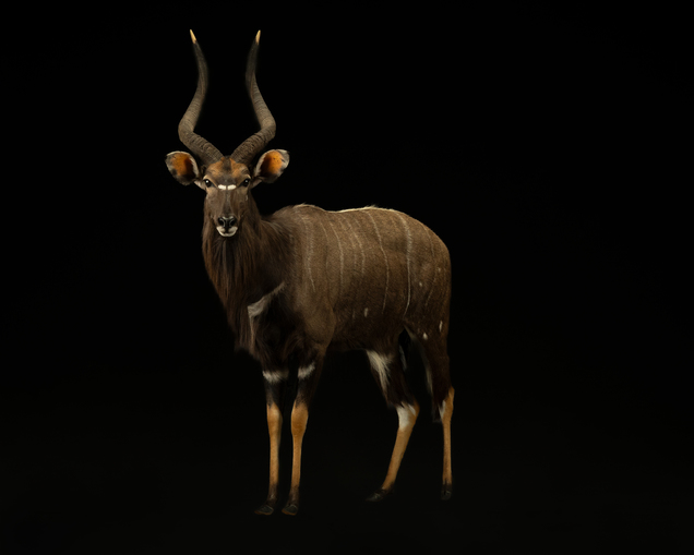 Nyala Mount Options | Splitting Image Taxidermy