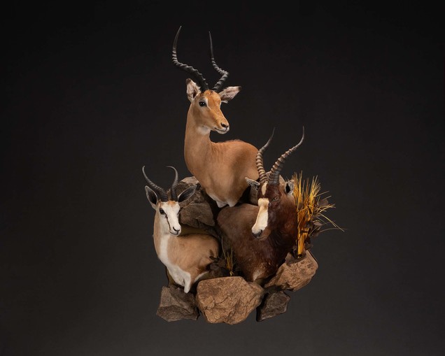 Springbuck Mount Options | Splitting Image Taxidermy