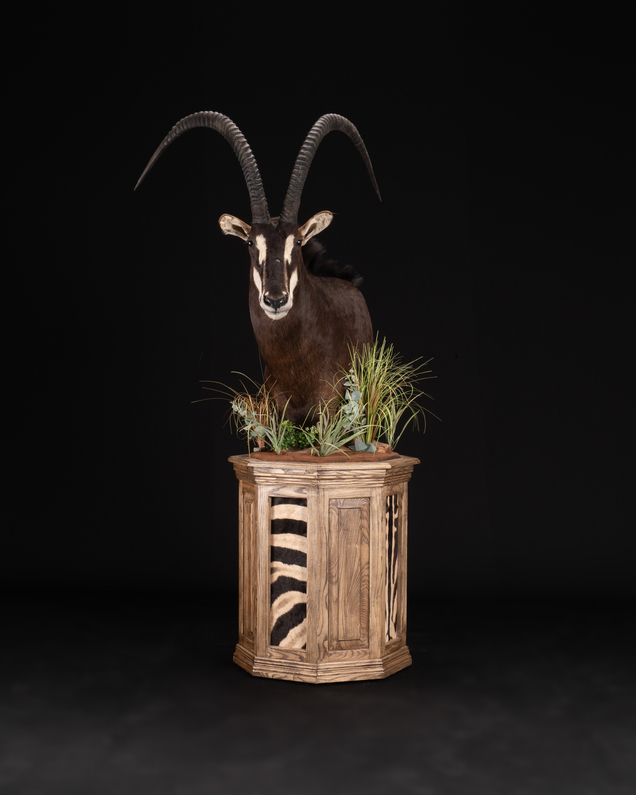 Sable Mount Options | Splitting Image Taxidermy