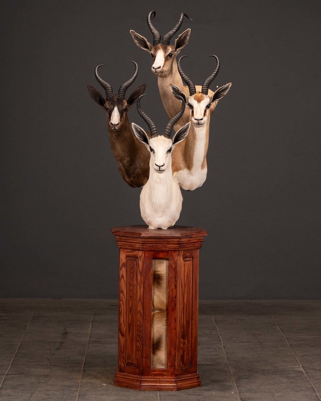 Springbuck Mount Options | Splitting Image Taxidermy