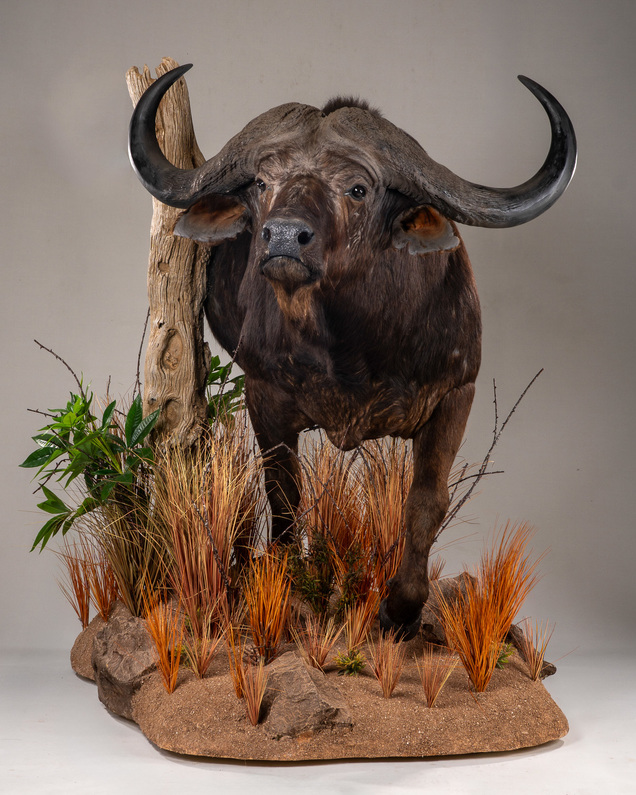 Cape Buffalo Mount Options | Splitting Image Taxidermy